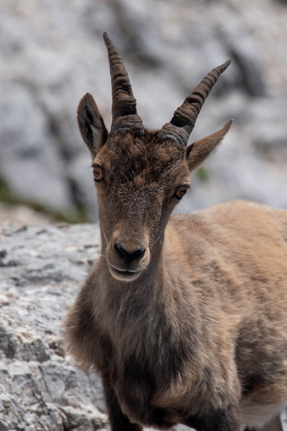Ibex Photo Hunt & Hike (Two Days) – Slovenia To Go